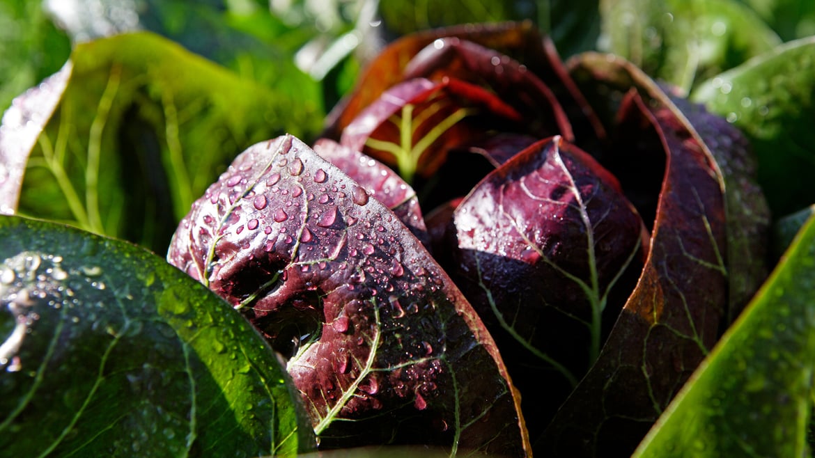 Red chicory - Mela Val Venosta